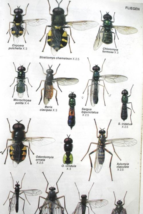 Diptera.info - Discussion Forum: Regarding Collins Field Guide INSECTS ...